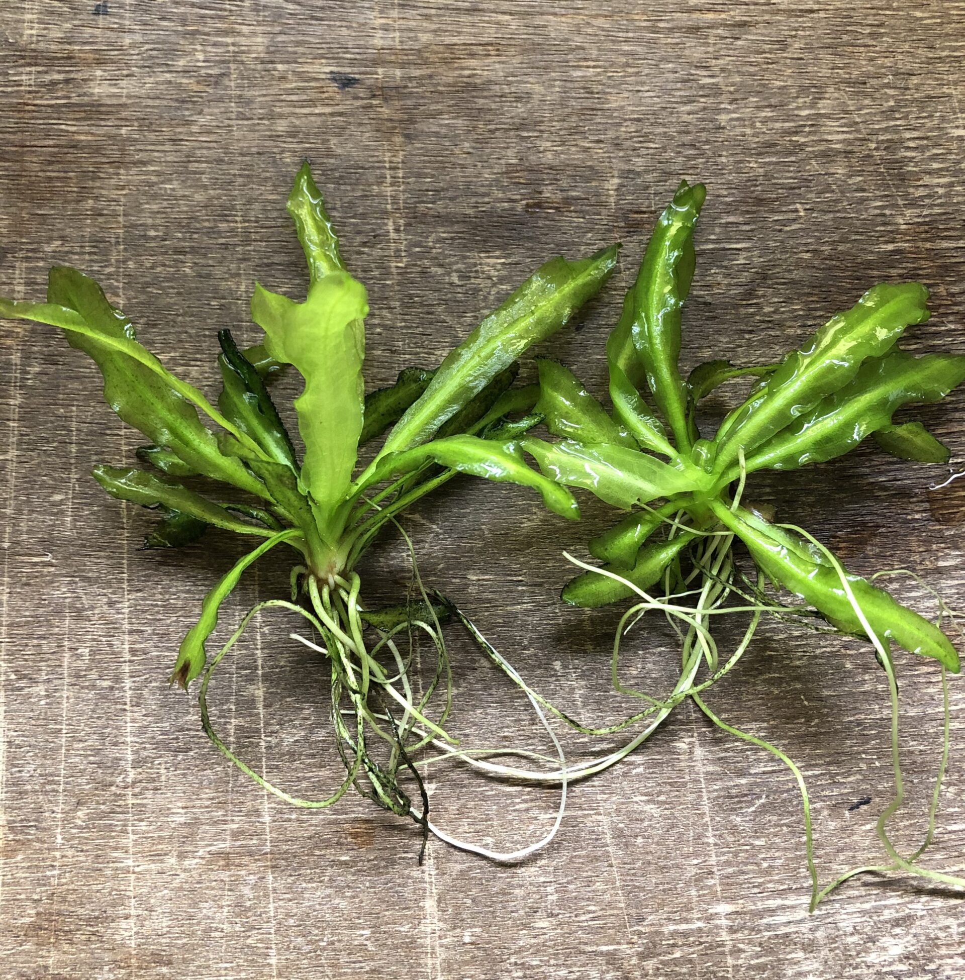 img_3346 – AQUA GALLERY GINZA